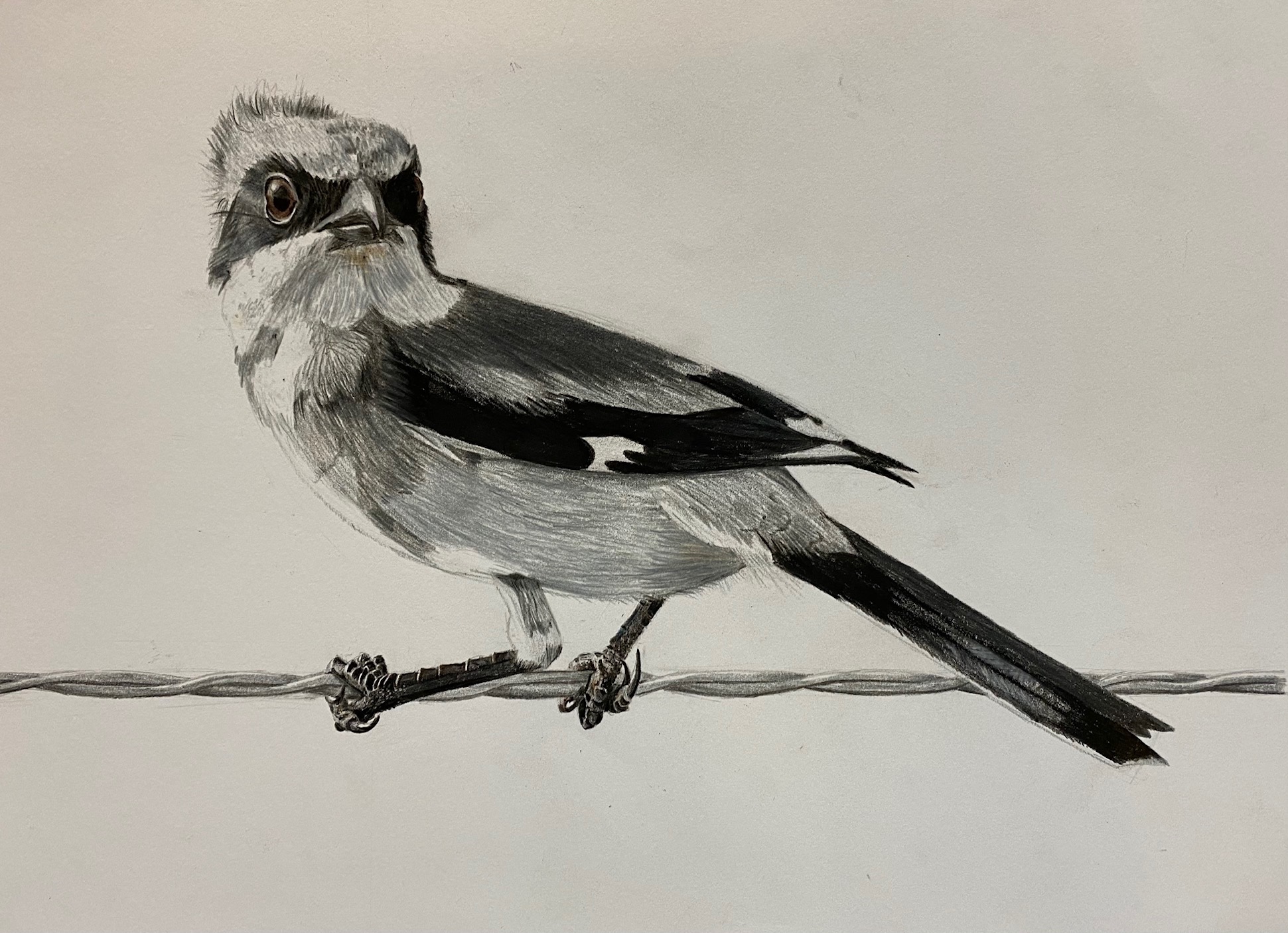 Take Part in Youth Birding T-Shirt Art Contest | Department Of Natural ...